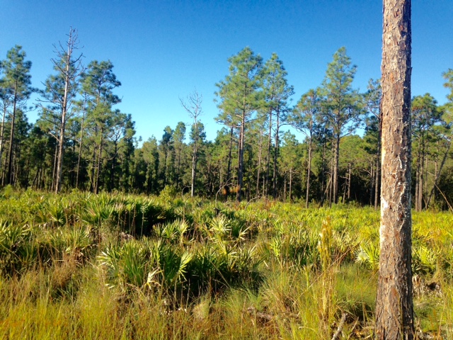 Hike #23: Hal Scott Preserve | Wandering Florida