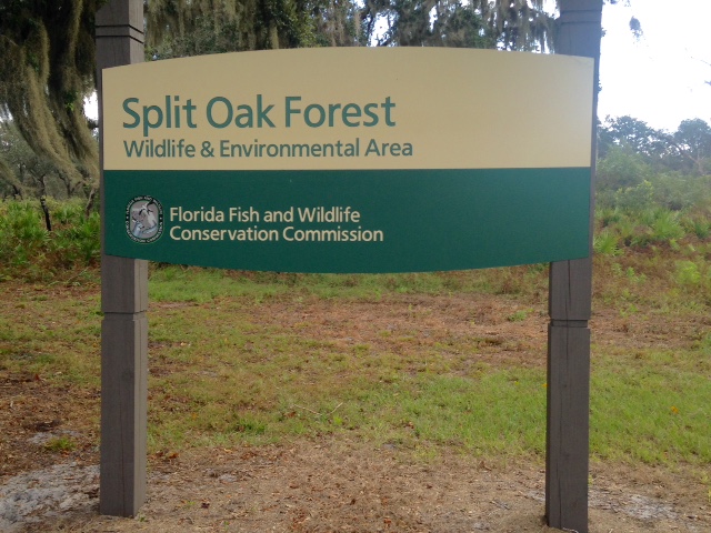 Hike #21: Split Oak Forest, Orlando | Wandering Florida