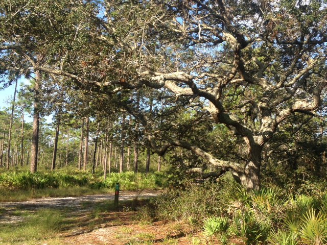 Hike #21: Split Oak Forest, Orlando | Wandering Florida