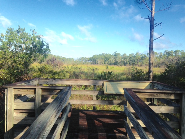 Hike #21: Split Oak Forest, Orlando | Wandering Florida