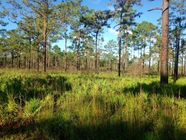 Hike #21: Split Oak Forest, Orlando | Wandering Florida