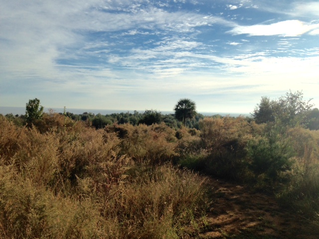 Hike #28: Ferndale Preserve | Wandering Florida