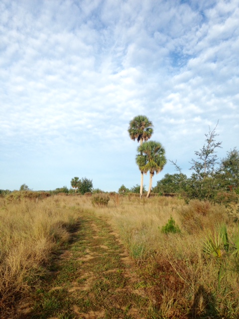 Hike #28: Ferndale Preserve | Wandering Florida