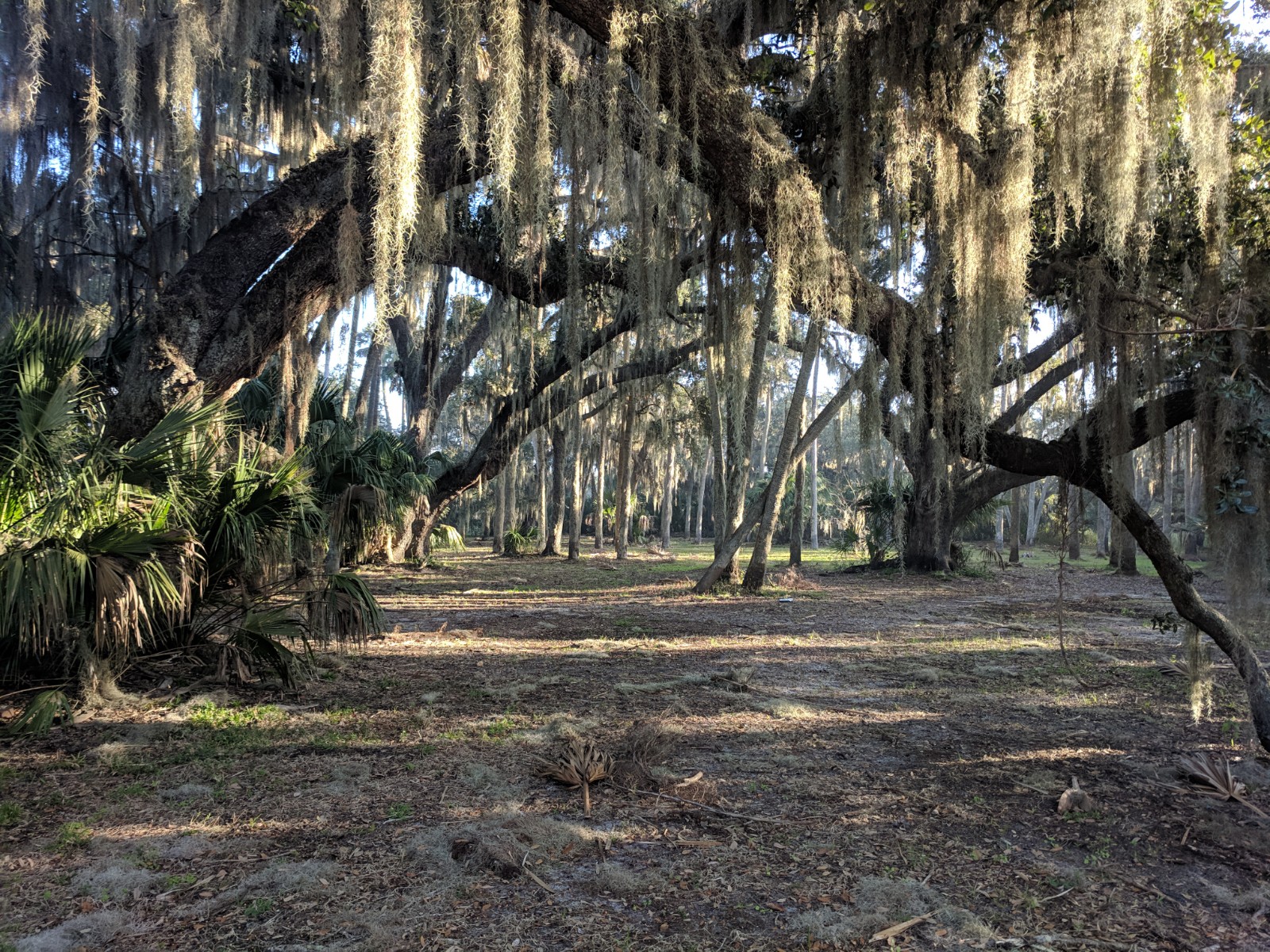 Lake Jesup Wilderness Area | Wandering Florida