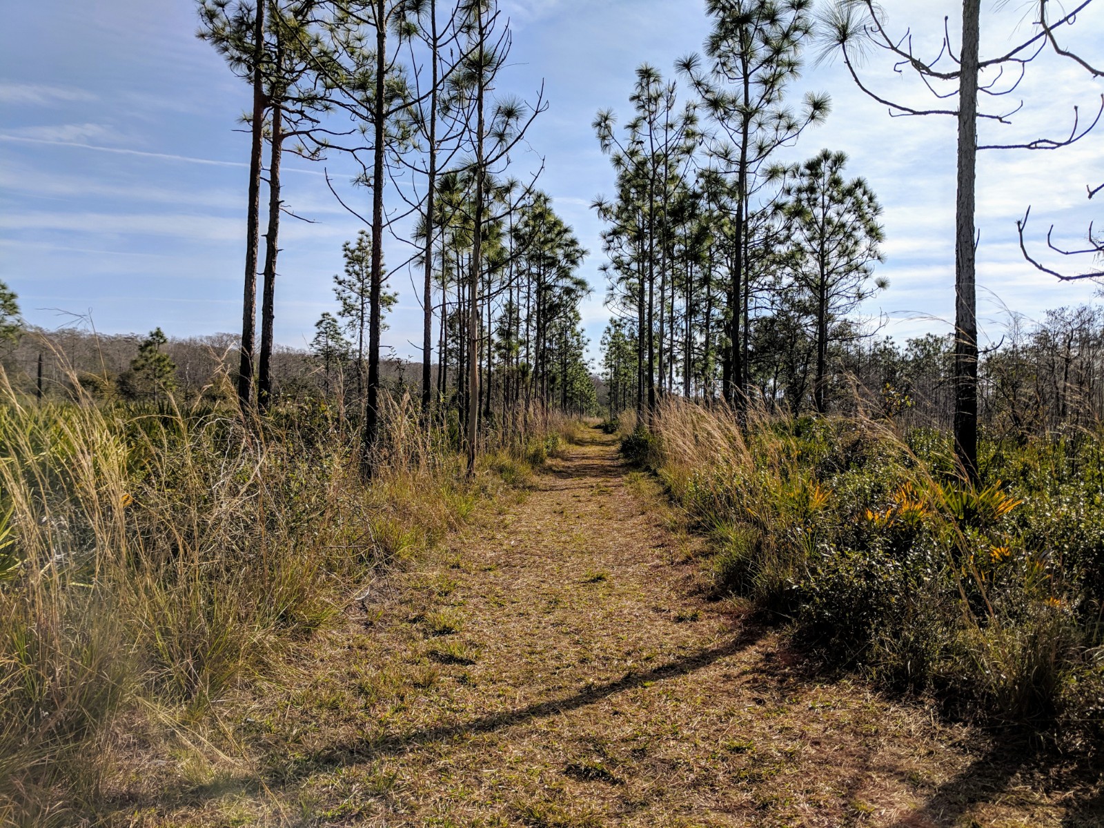 Hike #44: Disney Wilderness Preserve | Wandering Florida