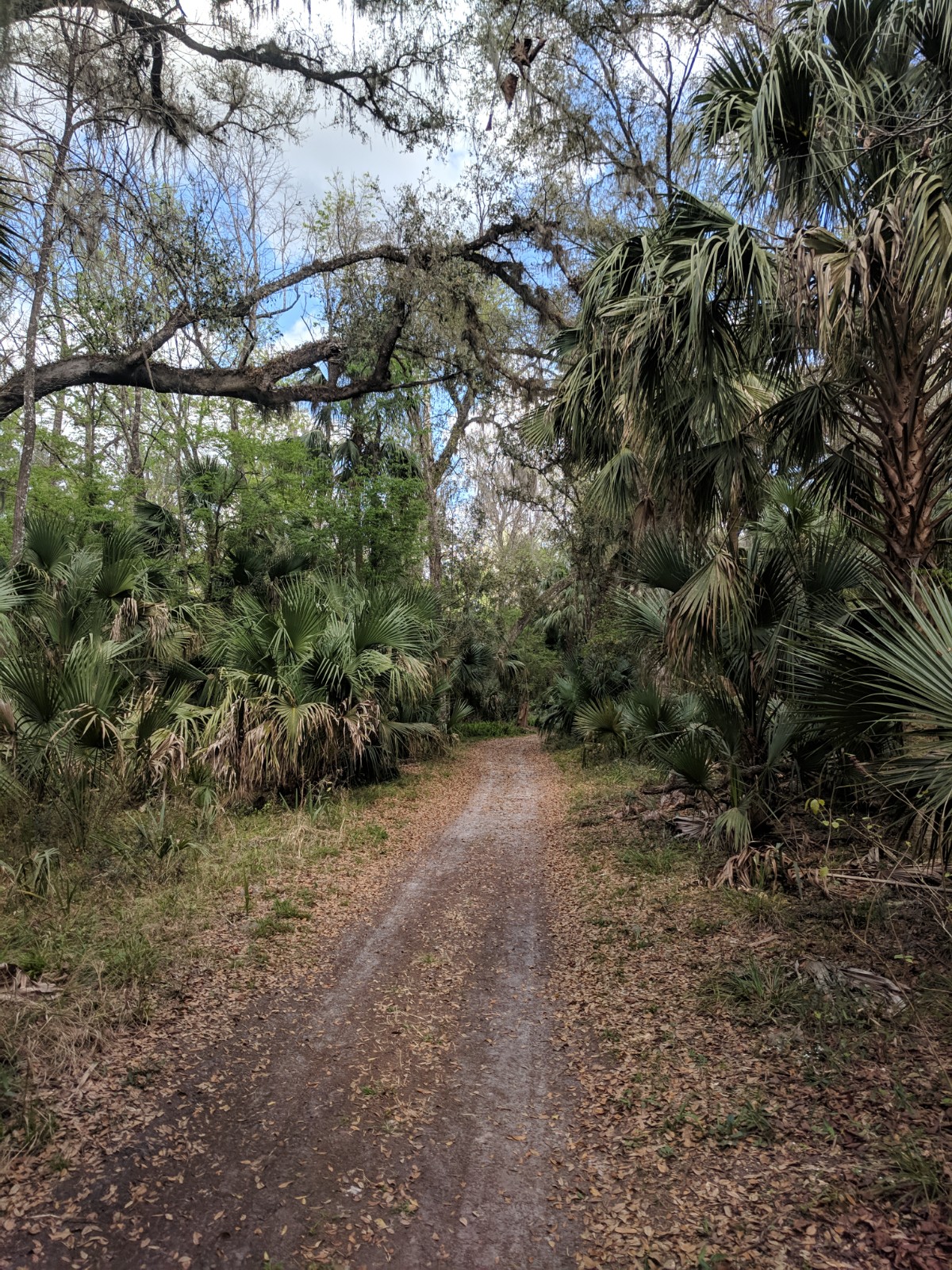Hike #47: Kelly Loop Trail, Kelly Park, Apopka | Wandering Florida