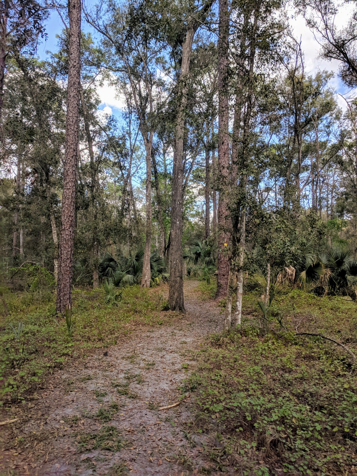 Hike #47: Kelly Loop Trail, Kelly Park, Apopka | Wandering Florida