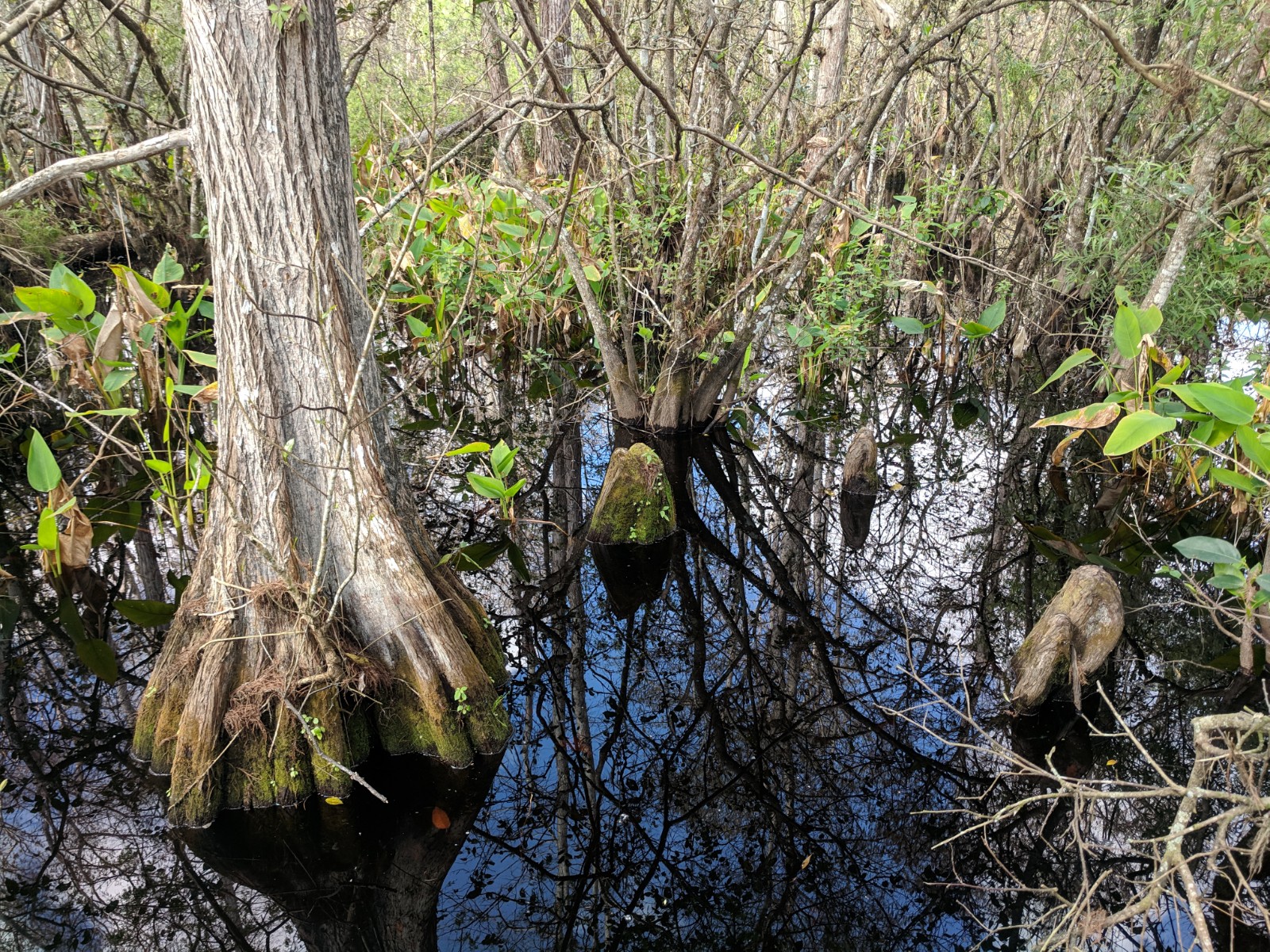 Hike #45: Corkscrew Swamp Sanctuary | Wandering Florida