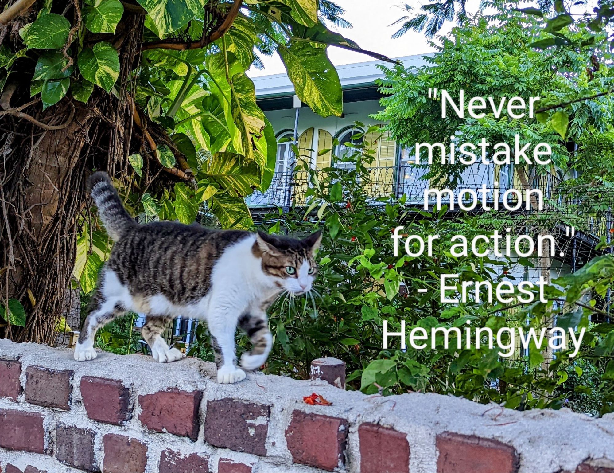 Hemingway Cat | Wandering Florida